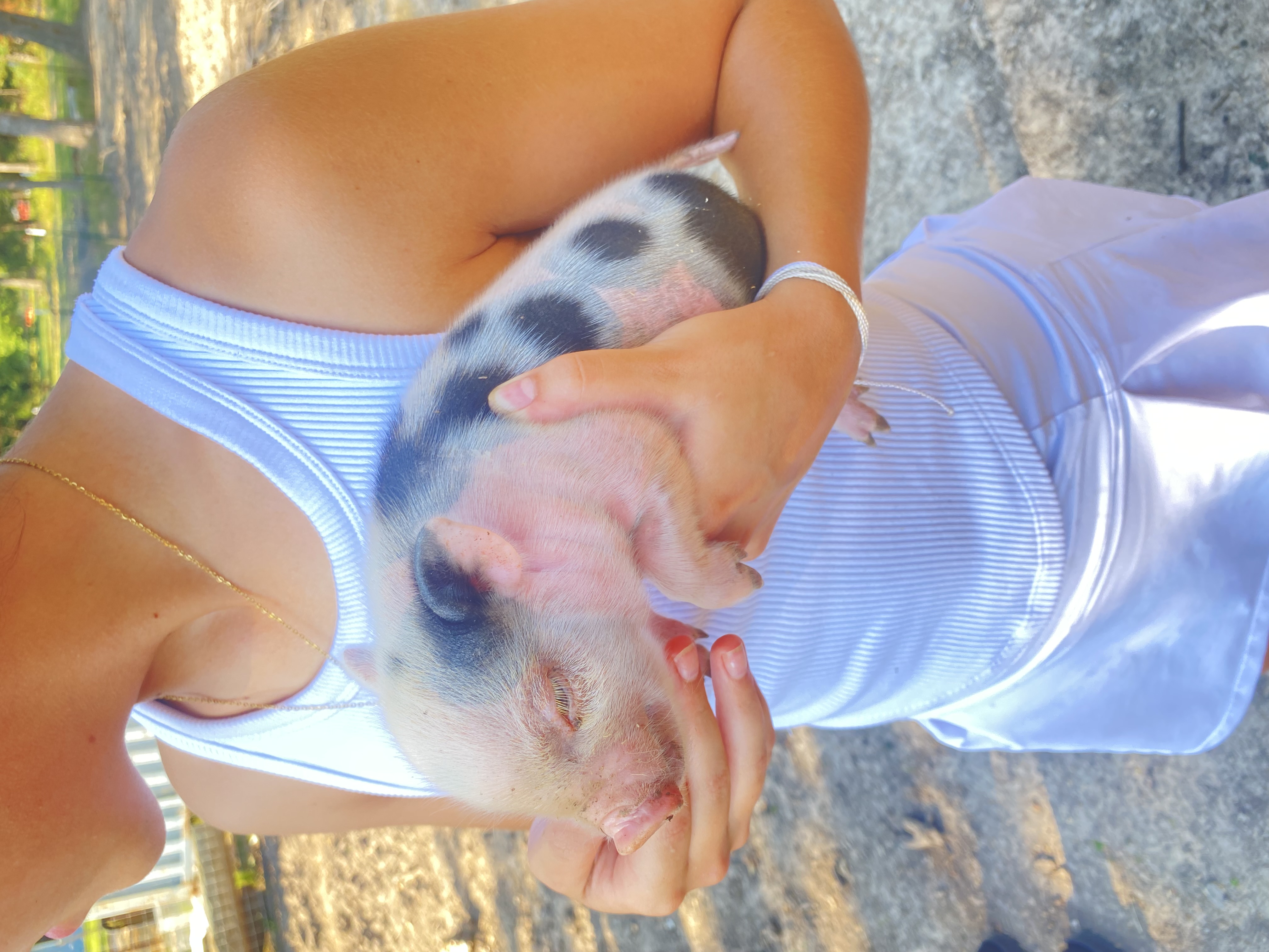 Animaff - Marketplace