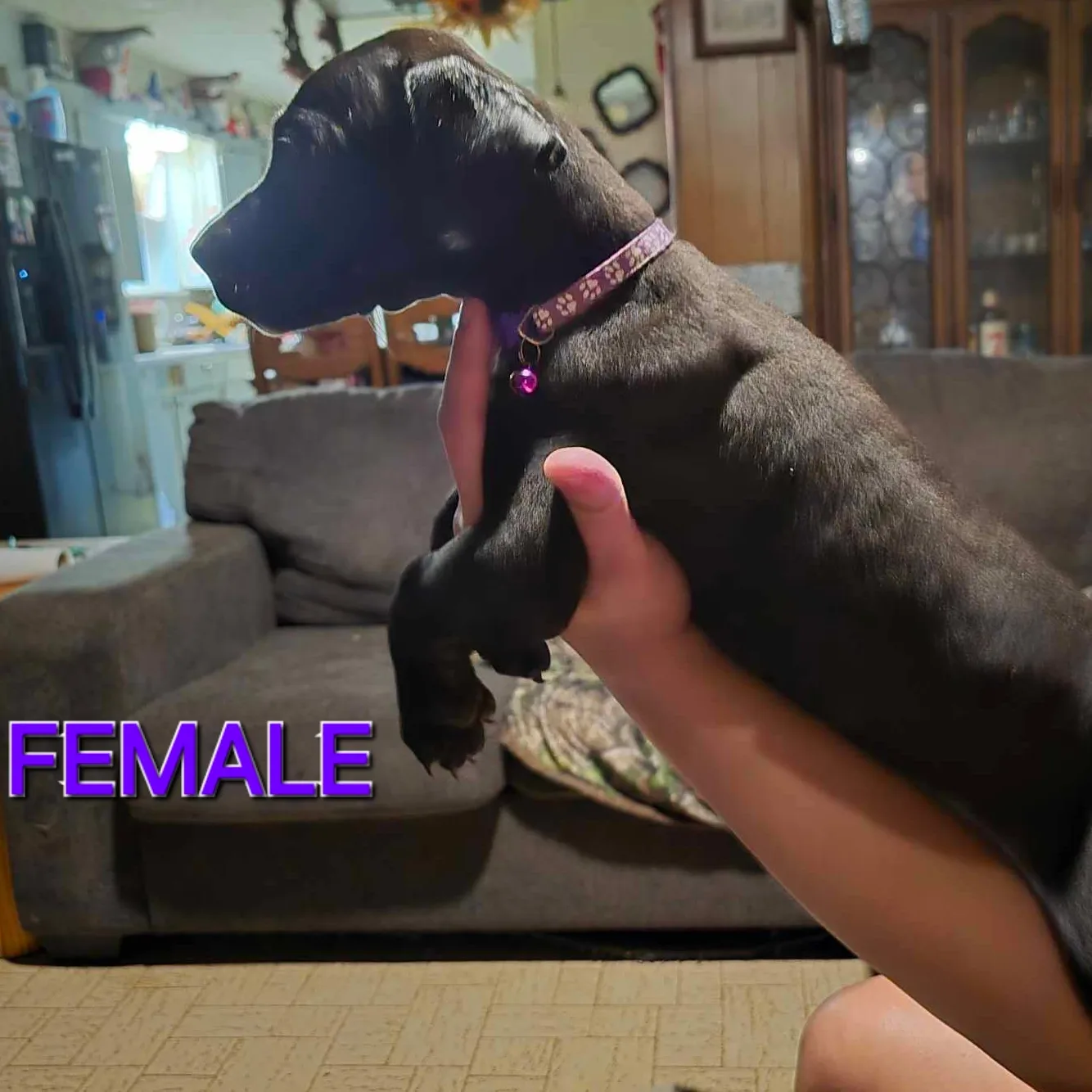 Animaff - Marketplace