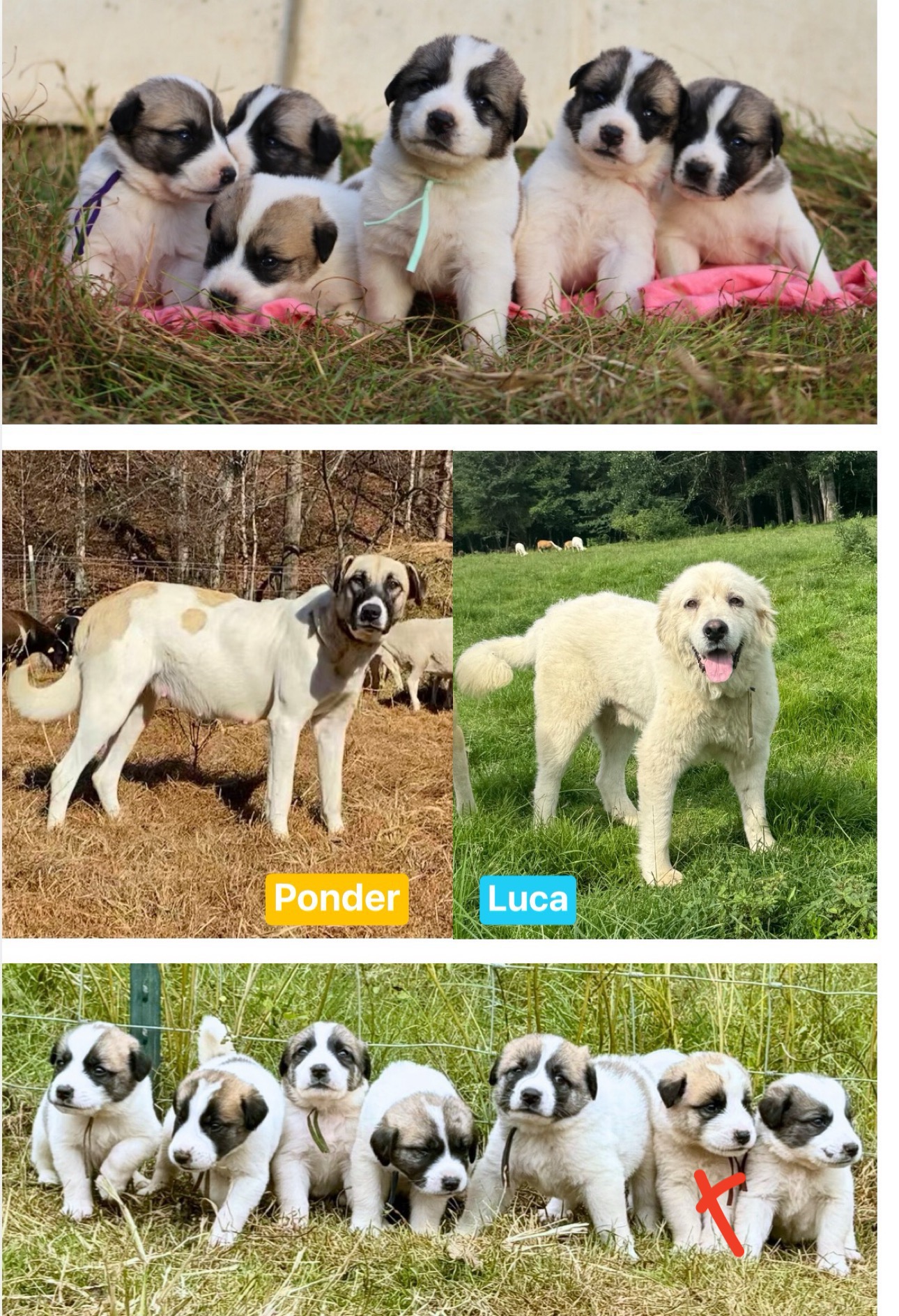 Animaff - Marketplace