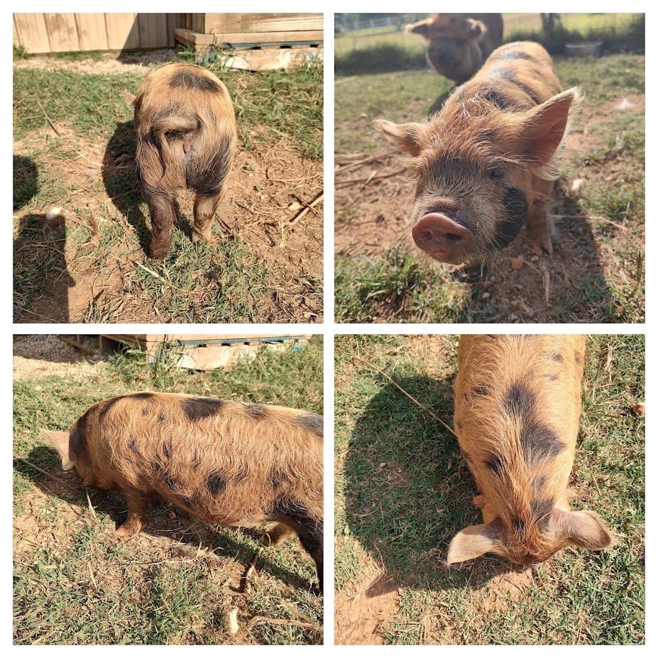 Animaff - Marketplace